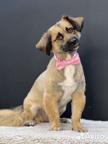 Ищем дом Джине