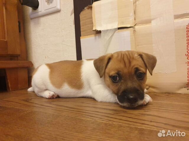 Джек Рассел терьер