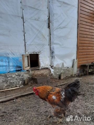 Петух Брама куропатчатая