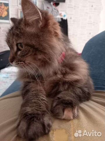 Кошка Машенька