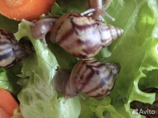 Улитки ахатины бесплатно