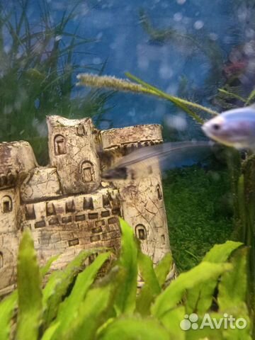 Стеклянный сом