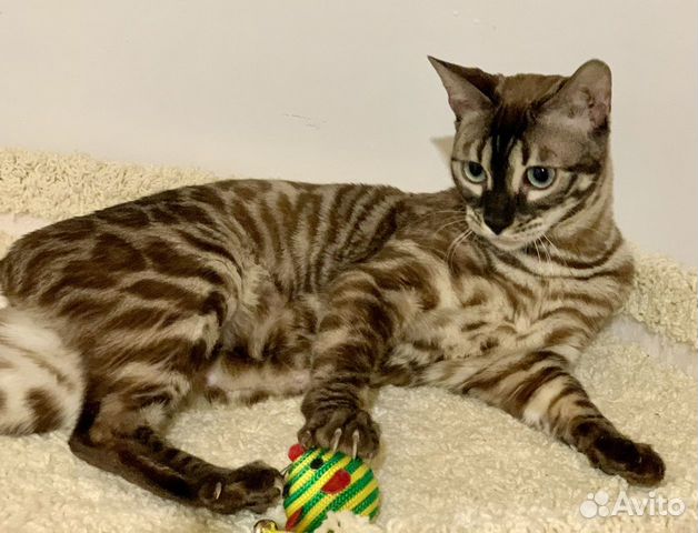 Бенгальская