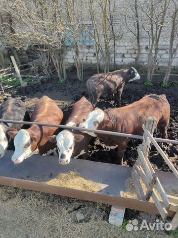 Быки на мясо