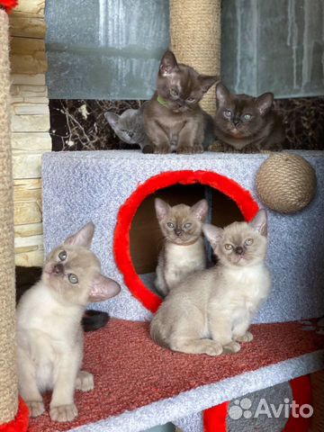 Бурманские котята