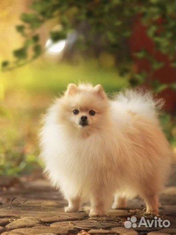 Вязка кобель немецкий шпиц малый