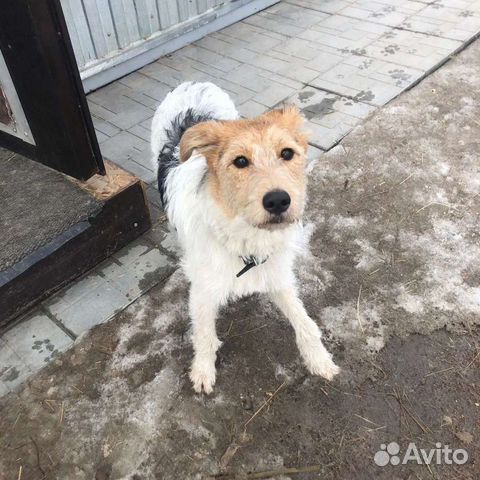 Фокстерьер в добрые руки