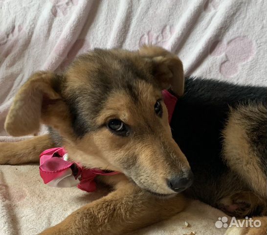 Лада, Щенок в добрые руки девочка