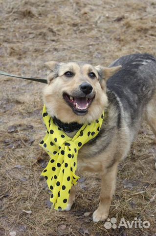 Веселая собачка Жужа ищет дом