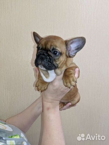 Французский бульдог щенки