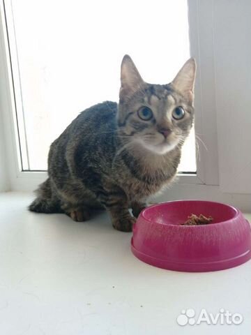 Аиша в поисках дома