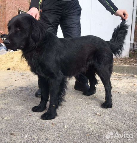 Чудо парень