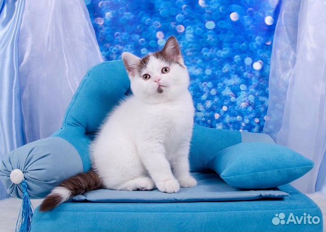 Британский котёнок красивого окраса
