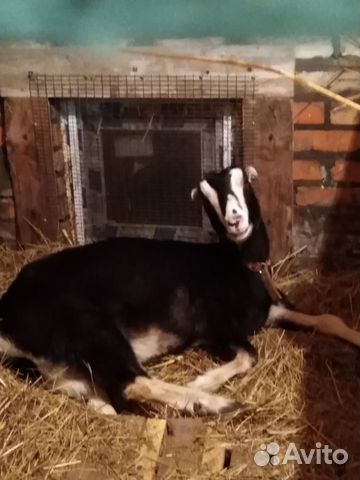 Коза с козлятами