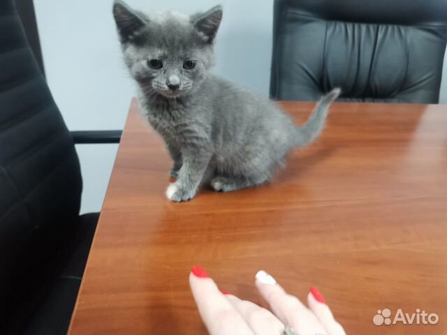 Котята в добрые руки бесплатно