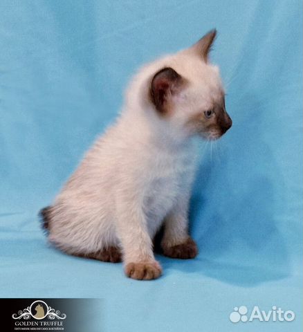 Котята мекогского бобтейла