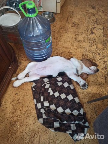 Щенок бассет хаунд мальчик 3 мес