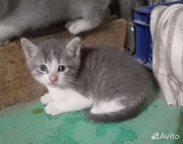 Котёнок дымчатый