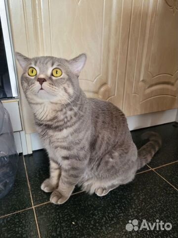 Британка Сонечка -активная и пуховая девочка в дар