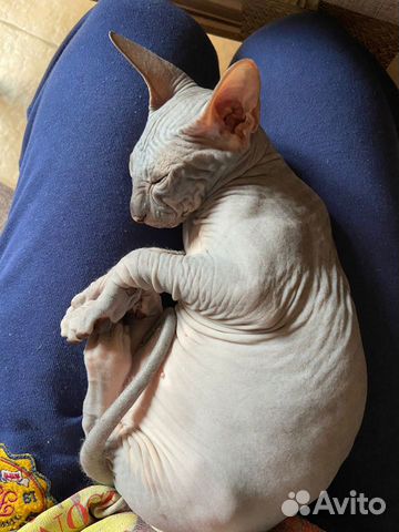 Котенок Петерболдп, Донского сфинкса