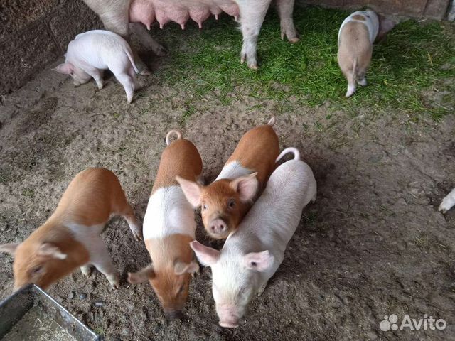 Продаются месячные поросята