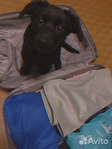 Щенки таксы бесплатно