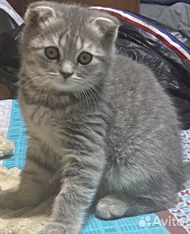 Шотландская вислоухая кошка