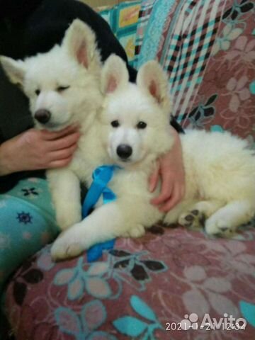 Щенки белой швейцарской овчарки (бшо)