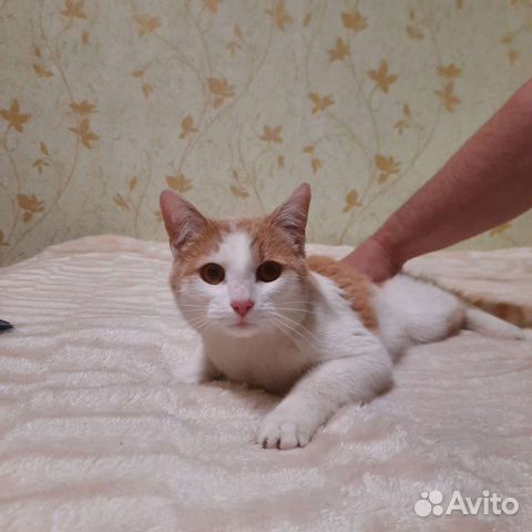 Кот 10 месяцев в добрые руки