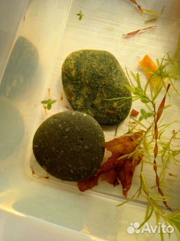 Мальки Мраморного рака