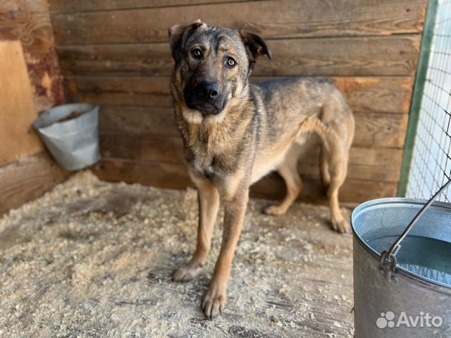 Красавчик пес Тедди выбирает себе родителей