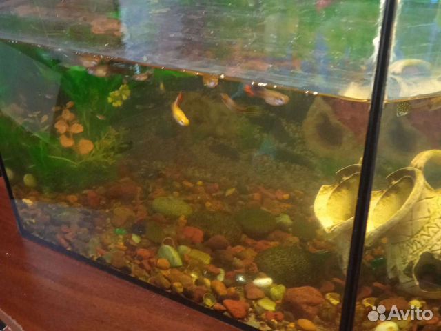 Аквариум, рыбки