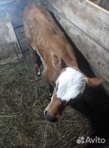 Телочки и бычки