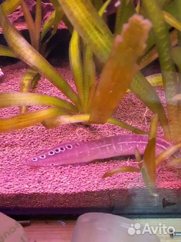 Рыба Макрогнатус