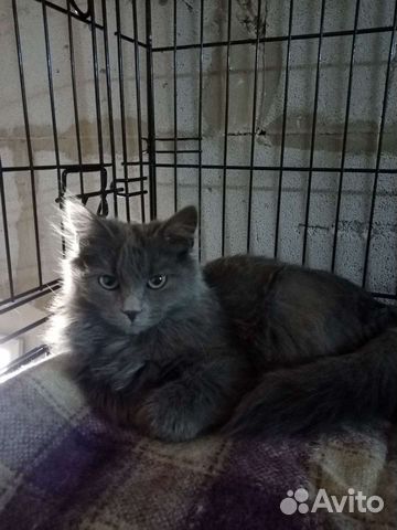 Дымка в добрые руки