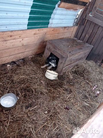 Собаки бесплатно в добрые руки