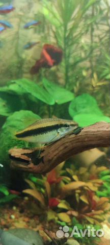 Сиамский водорослеед. Кроссхейлус. SAE