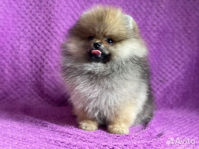Померанский шпиц Рио