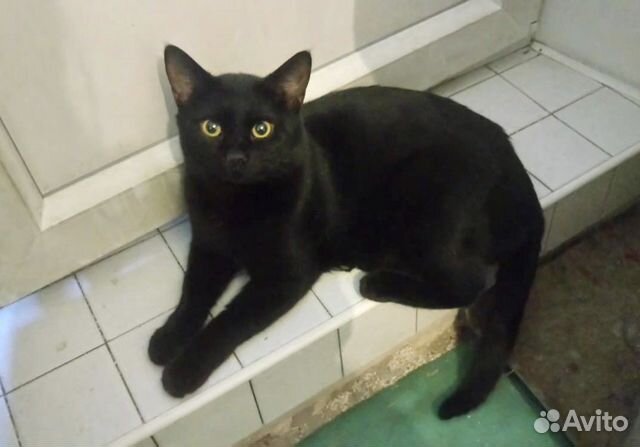 Черный кот в добрые руки