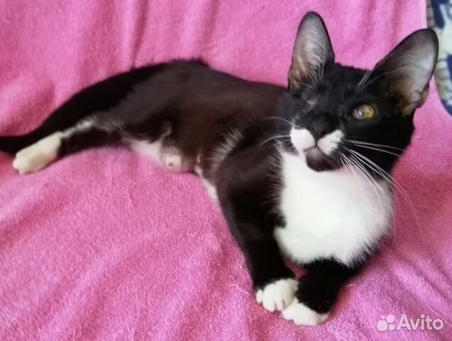 Кошечка в добрые руки