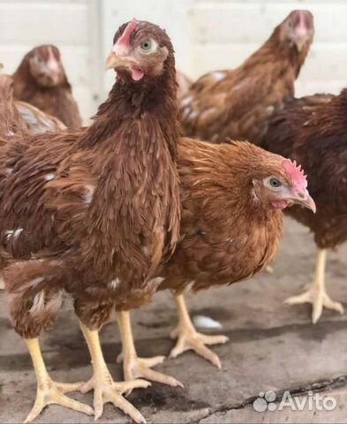 Куры молодки несушки