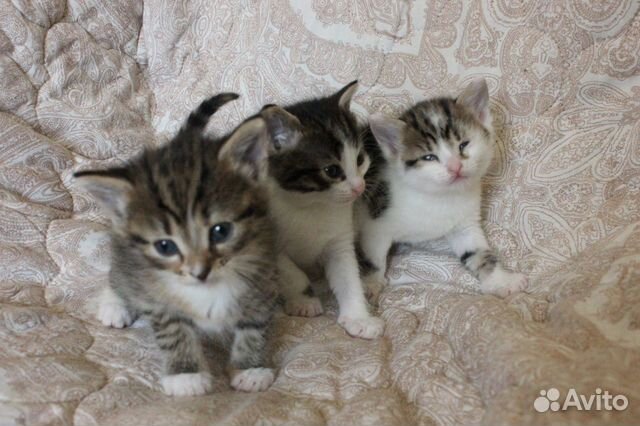 Месячные котята ищут дом