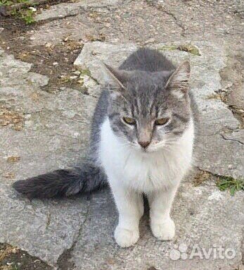 Котик Мурчик,которого обижают сородичи