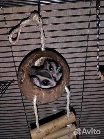 Белка летяга пара