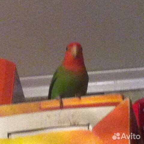 Попугай неразлучники