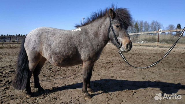 Продам кобылу пони