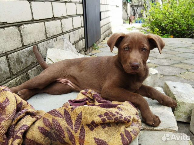 Крупный шенок