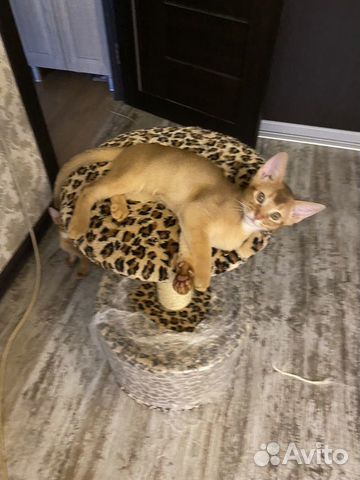 Абиссинские котята