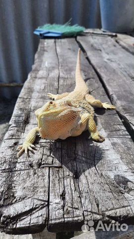 Бородатая агама с террариумом