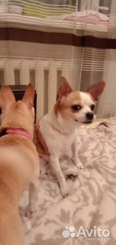 Щенки чихуахуа